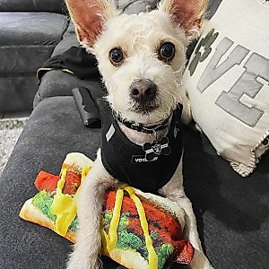 Doggijuana | Refillable Catnip Dog Toy | Naturally Calming | Catnip Grown in The USA (Hot Dog)