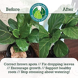 Premium Fiddle Leaf Fig Tree Potting Soil - Perfect for Indoor Plants