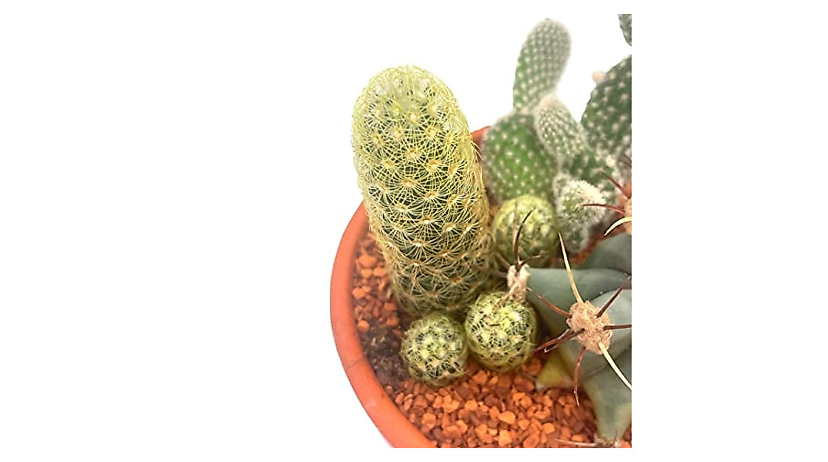 Cactus Garden with 3 Unique Cacti in Stylish Terracotta Pot