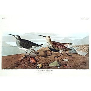 Red-backed Sandpiper. From"The Birds of America" (Amsterdam Edition)
