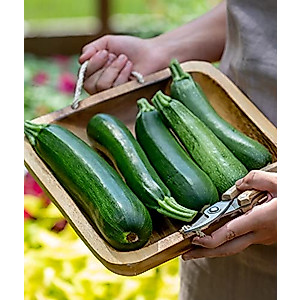 Burpee Fordhook Zucchini Summer Squash Seeds 50 seeds