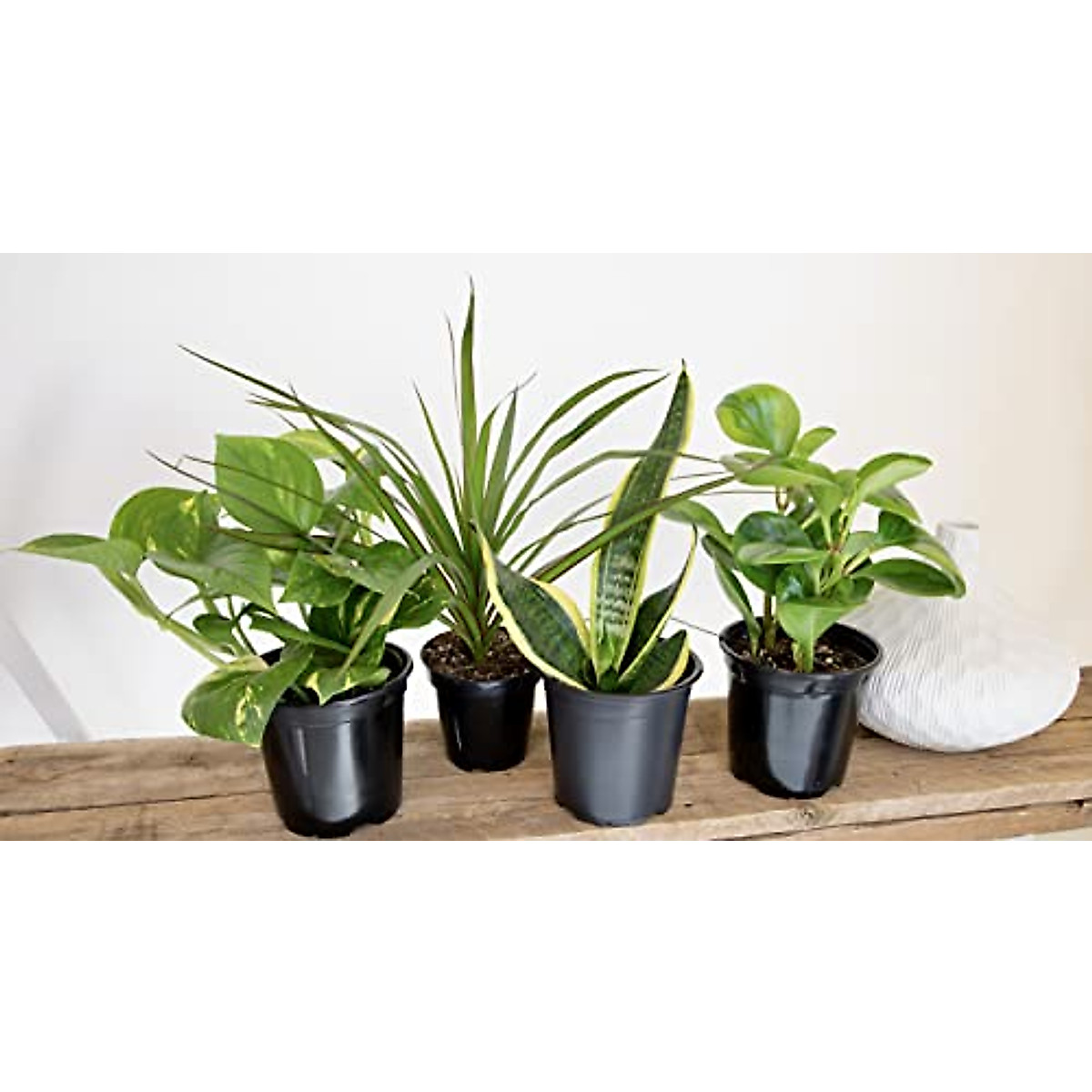 Altman Plants, Classic Houseplant Collection (4PK) Live Plants Indoor Plants Live Houseplants in Plant Pots, Easy House Plants Indoors Live, Snake Plant, Pothos in Potting Soil, Clean Air Plants