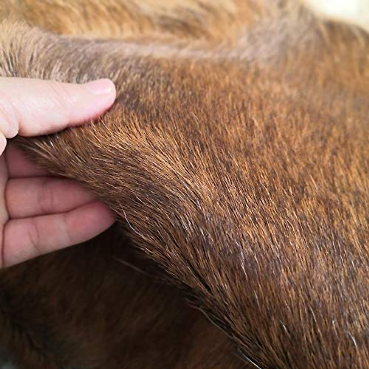 Red Deer Hide Rug Deer Skin Rug Deer Taxidermy Fireplace Deerskin Decor Reindeer Hide Area Rug Animals Mat Carpet for Home, Office, Bedroom Taxidermy Hunting Collectable 3.2x2.1ft