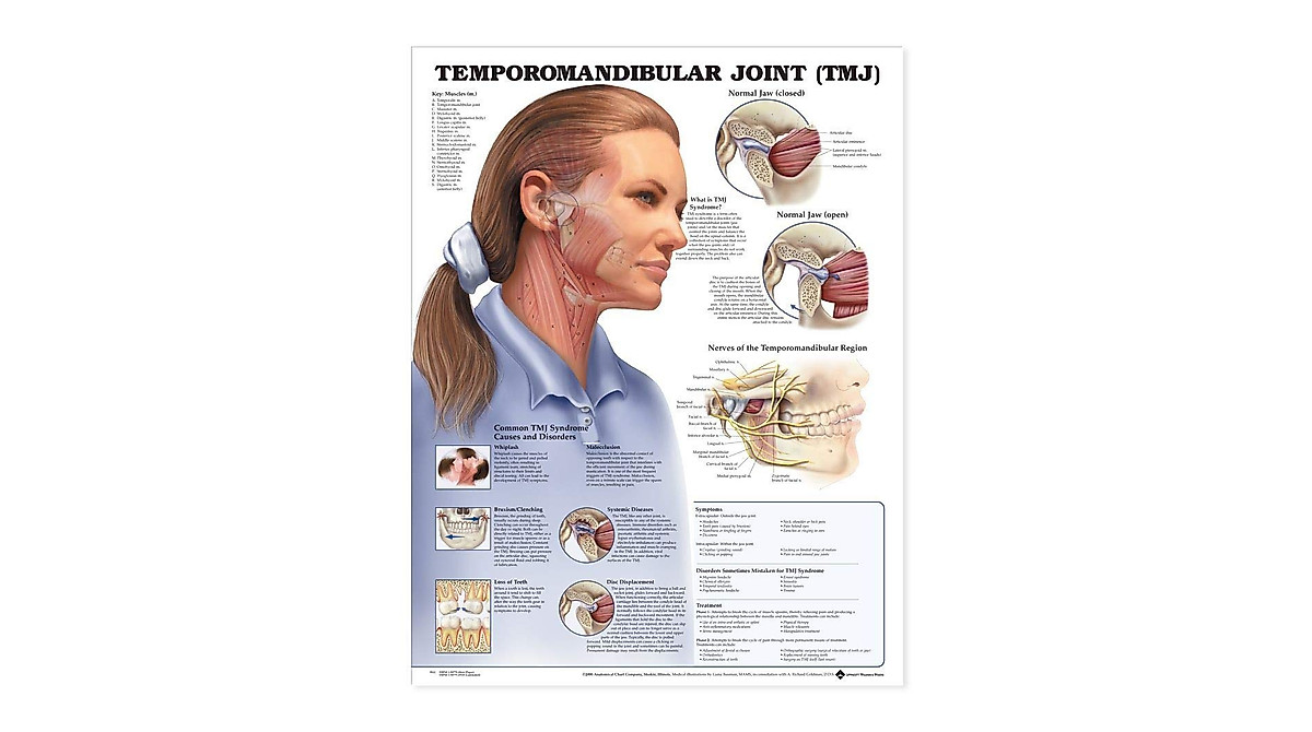TMJ Anatomical Chart for Dental & Medical Professionals