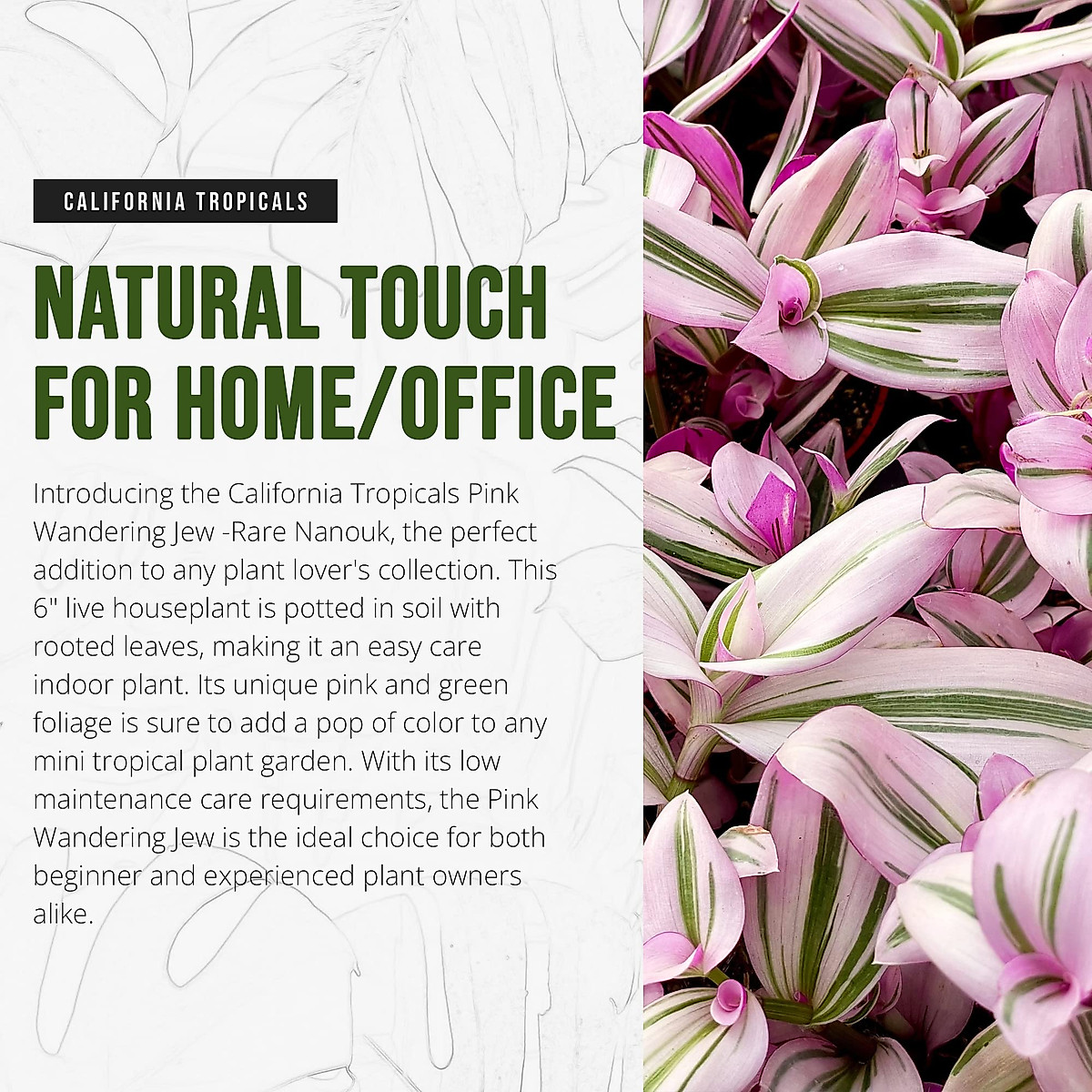 California Tropicals Pink Tradescantia - Rare Nanouk - Live Houseplant Potted in Soil with Rooted Leaves - Easy Care Indoor Outdoor Plant, Mini Tiny Tropical Plant Garden, 6 inch Pot