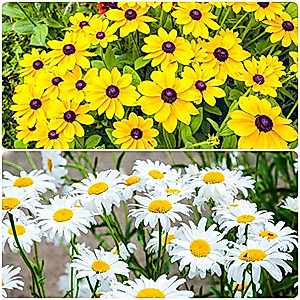 1300+ Black Eyed Susan Flower Coneflower Seeds for Planting - Includes Gloriosa Daisy Rudbeckia Hirta, Carpet Creeeping Daisy and Purple Coneflower Seeds