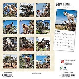 Goats in Trees | 2024 12 x 24 Inch Monthly Square Wall Calendar | BrownTrout | Domestic Funny Farm Animals
