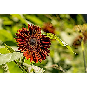 1000+ Mix Sunflower Seeds for Planting - Individually Packaged Heirloom and Non-GMO 15 Varieties Sun Flower Seeds for Outdoor Garden and Bonsai Plants, Open Pollinated