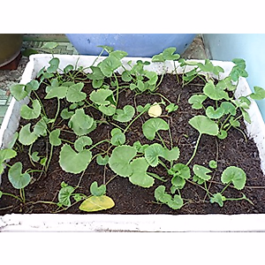 500 Premium Organic Centella Asiatica - Rau Ma - Pennywort - Gotu Kola - Seeds by Happy Seeds & Garden