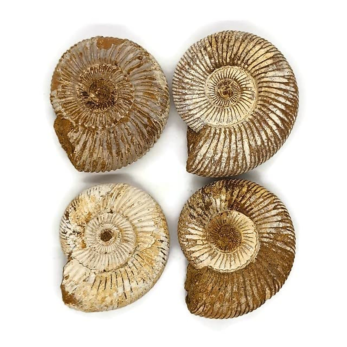 Ammonite Fossil with Stand. Genuine Ammonite from Madagascar.
