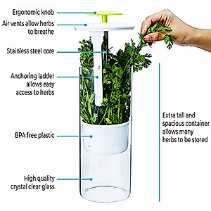 NOVART XXL Herb Keeper and Herb Saver – Glass Storage Container for Cilantro, Mint, Parsley, Asparagus, Keeps Greens Fresh for 2-3 Weeks