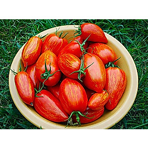 Speckled Roman Tomato Seeds for Planting, 100+ Heirloom Seeds Per Packet, (Isla's Garden Seeds), Non GMO Seeds, Botanical Name: Lycopersicon lycopersicum, Great Home Garden Gift
