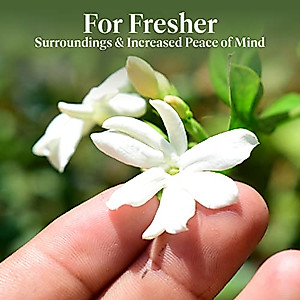 American Plant Exchange Sambac Jasmine - Fragrant White Blooms, Evergreen Foliage, Ideal for Gardens and Indoor Aromatherapy