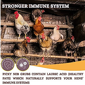 PICKY NEB 100% Non-GMO Dried BSF Larvae Grubs (5 lbs) Bulk - Chicken Treats & Molting Supplement - High-Protein Immune System Booster Snack for Chickens - 85x More Calcium Than Mealworms