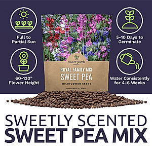 Sweet Pea Seeds Royal Mix - Bulk 1 Ounce Packet - Over 350 Seeds - Large Fragrant Lavender, Purple, Red, Pink and White Blooms