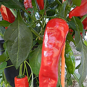 Big Jim Supersized Hot Pepper Seeds for Planting, 100+ Heirloom Seeds Per Packet, (Isla's Garden Seeds), Non GMO Seeds, Botanical Name: Capsicum annuum, Great Home Garden Gift