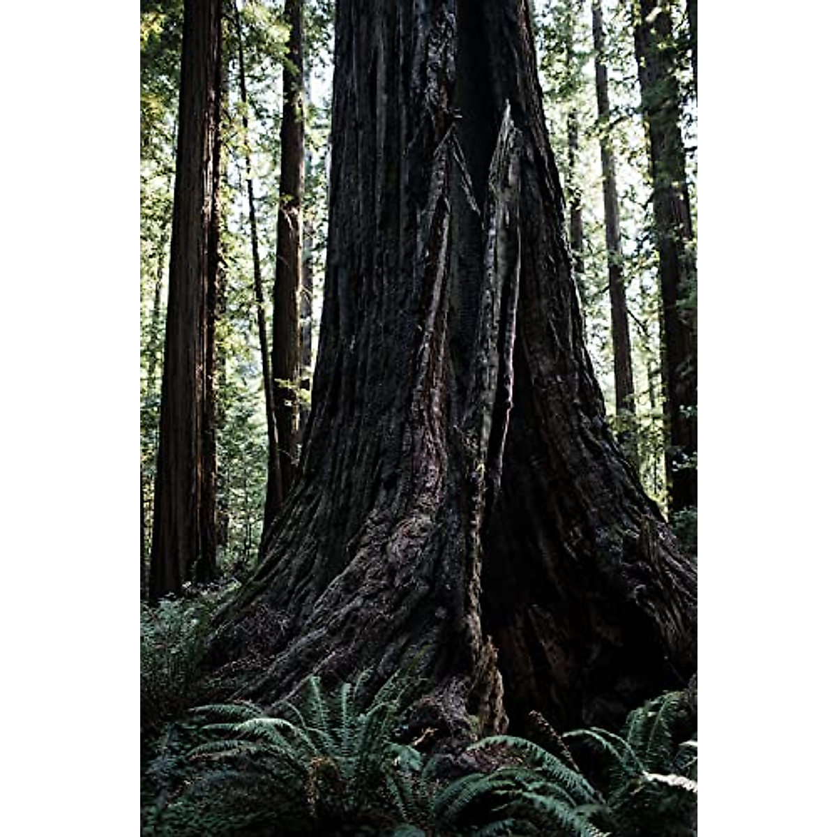 Coast Redwood | Small Tree Seedling | The Jonsteen Company