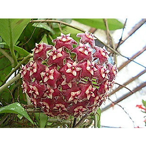 Rare Pubicalyx Wax Plant - Hoya - Collector's Series - 4" Pot