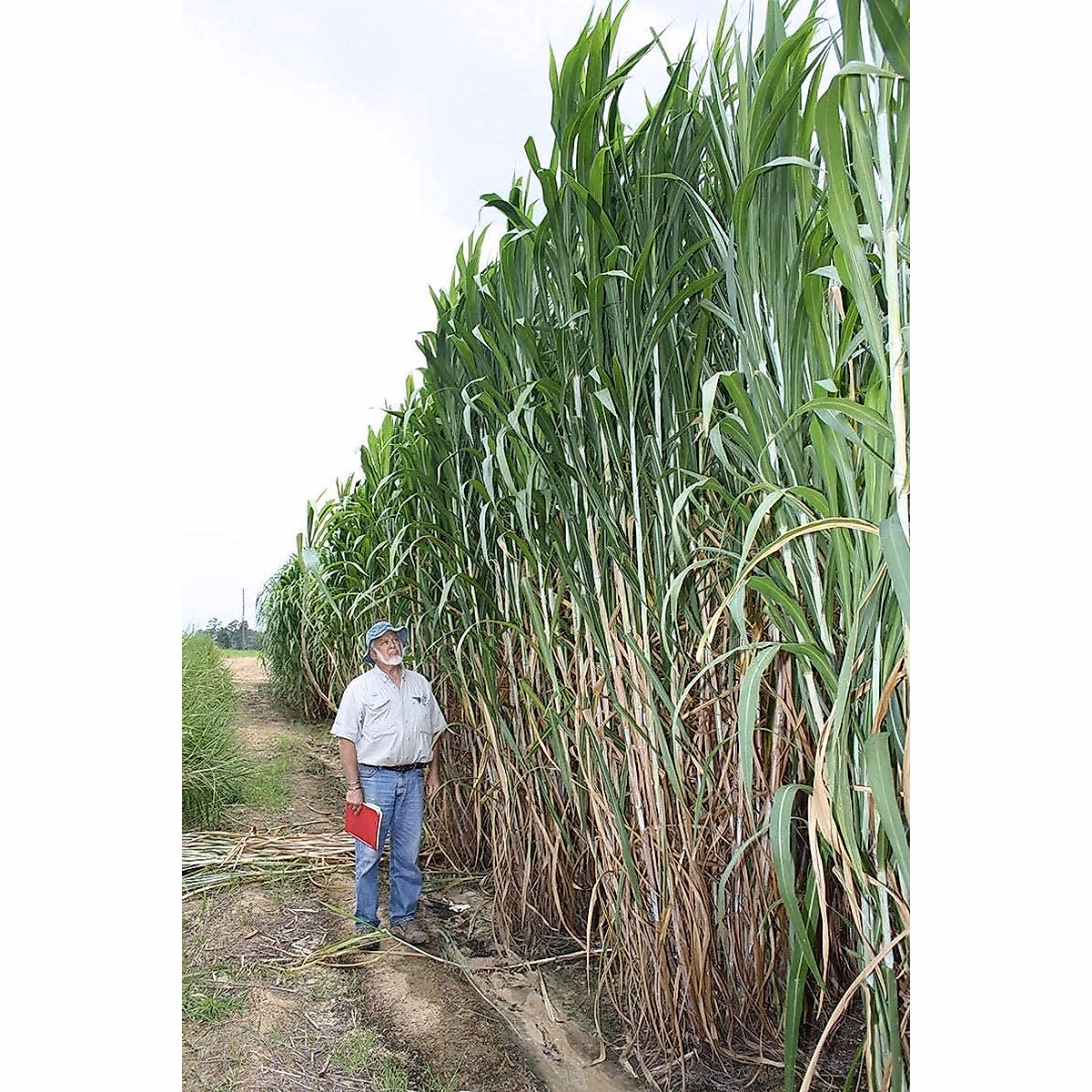 Elephant Grass Seeds - Tallest Grass in The World - Ships from Iowa, Made in USA (500 Seeds)