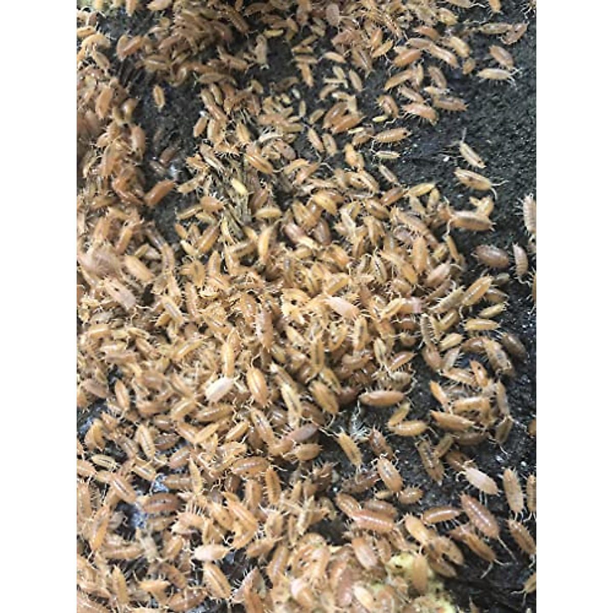 Bugzy Bugs Powder Orange Live Isopods Porcellio Pruinosus Cleanup Crew Roly Poly for Insect Terrarium Reptile Pet Food