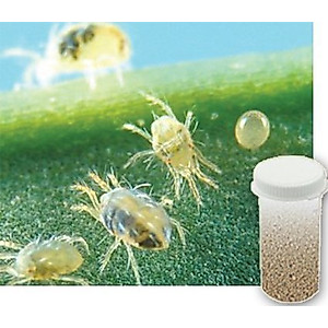 Bug Sales 5,000 Live Adult Predatory Mites - A Mix of Predatory Mite Species for Spider Mite Control - Ships Ships Next Business Day AIR!