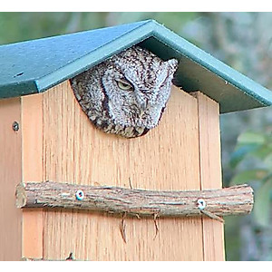 JCs Wildlife Screech or Saw-Whet Owl House - Cedar Nesting Box With Poly Lumber Roof - Made in the USA