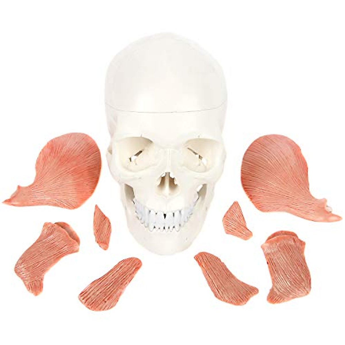 Axis Scientific 3-Part Human Skull Model with Masticatory Muscles, Life Size Skull Cast from Real Human Bones Shows Range of Motion of Jaw
