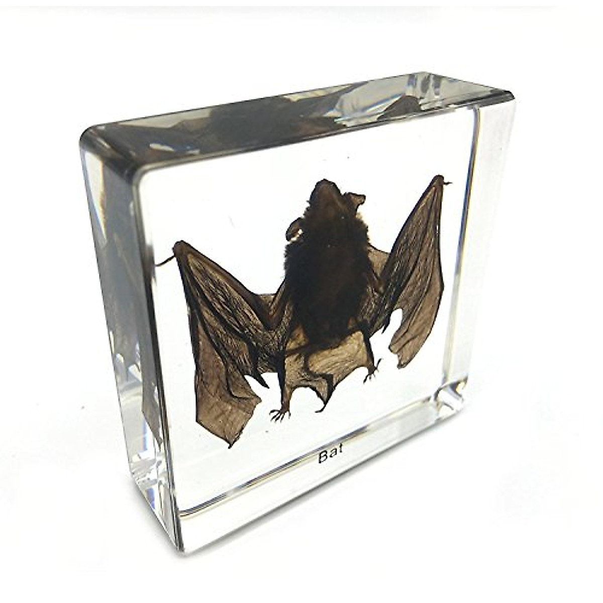 Amazingbug Real Bat Specimens Science Classroom Specimen for Science Education