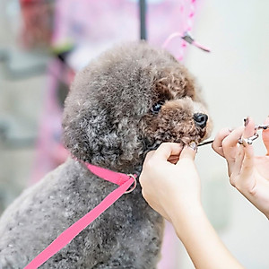 6PCS Dog Slip Leads D Ring Kennel Nylon Rope for Pet Animal Control Grooming Shelter Rescues Doggy Daycare