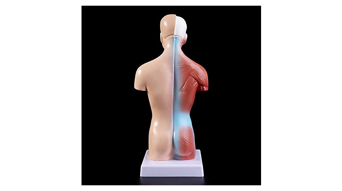 Human Torso Model for Anatomy Education