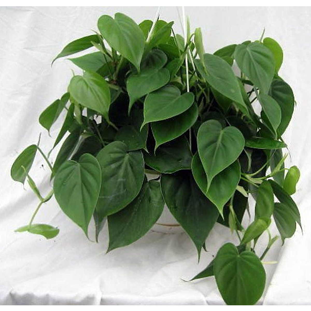 Heart Leaf Philodendron cordatum - 2 Plants - World's Easiest Houseplant-3" Pots