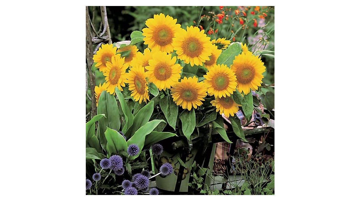 Sunrich Gold Sunflower Seeds – Vibrant, Pollen-Free Garden Blooms