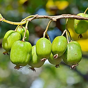 Hardy Kiwi Seeds Actinidia Arguta Seeds Perennial GMO Free Fragrant Showy Fruit & Berries Climber Trellises Fences Pergolas Outdoor 10Pcs Fruit Seeds by YEGAOL Garden