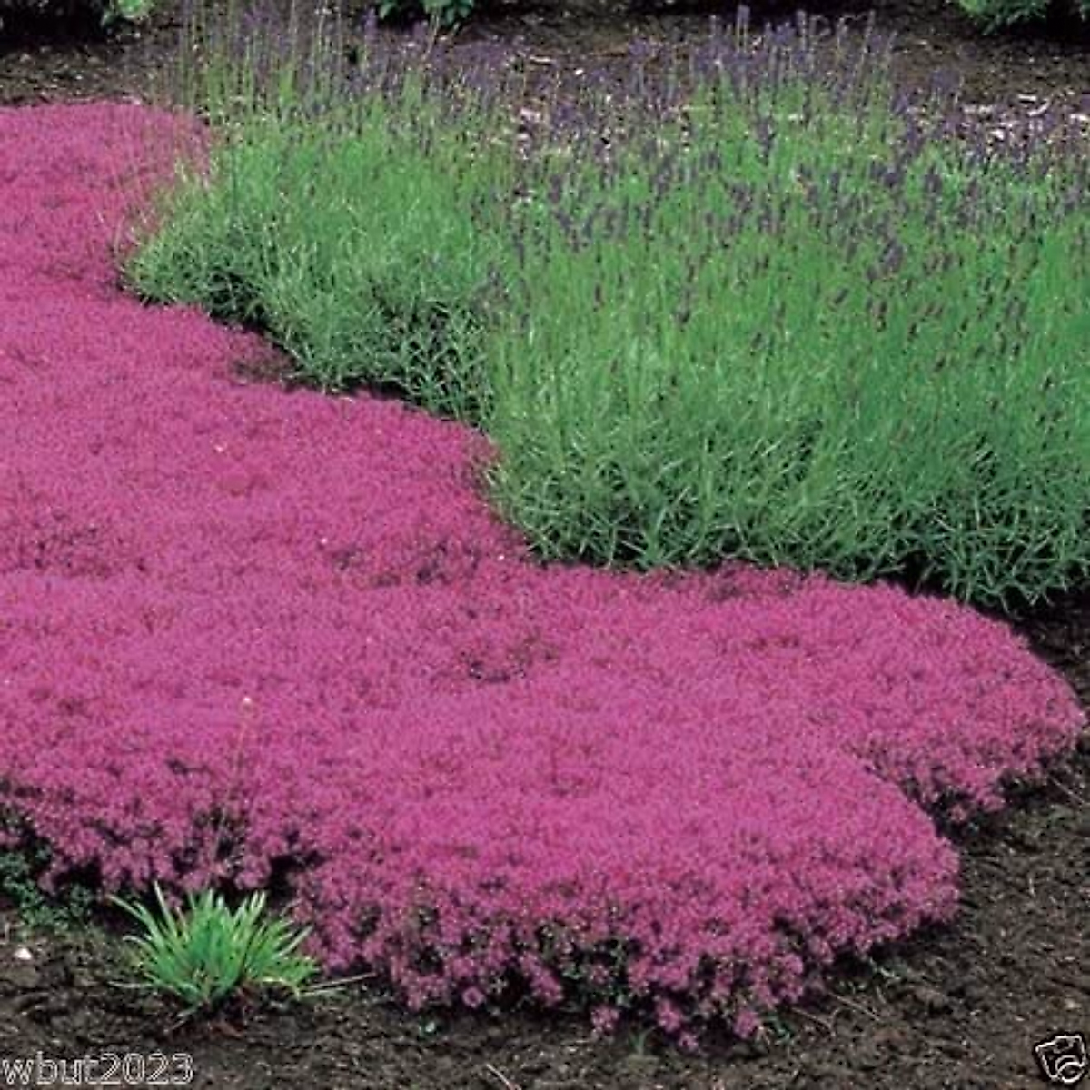 Breckland Creeping Thyme Seeds - 500+ Seeds - Amazing Ground Cover, Like an Aromatic Land Carpet