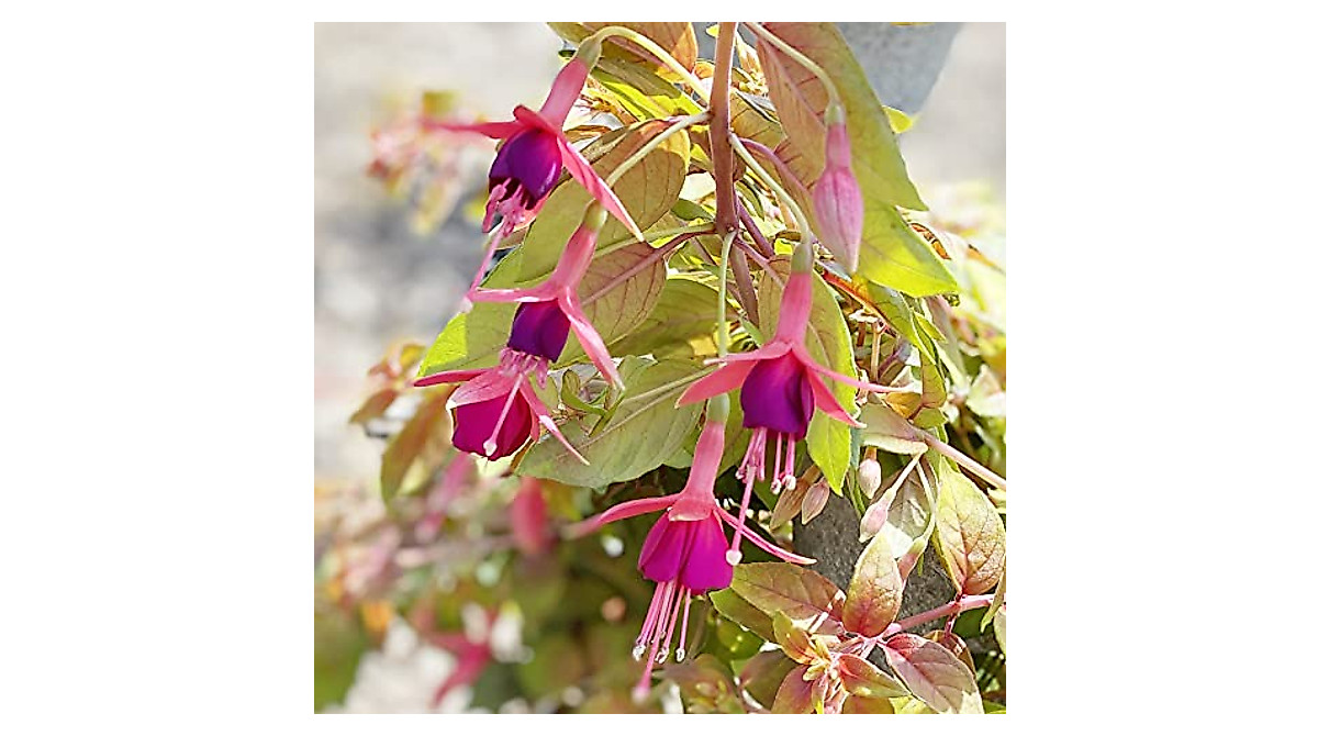 Grow Vibrant Fuchsia Seeds - Attract Hummingbirds & Add Color