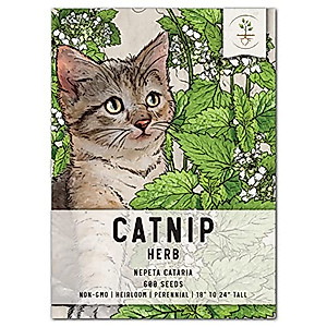 Seed Needs, Catnip Herb Seeds for Planting (Nepeta cataria) Heirloom, Non-GMO & Untreated (1 Pack)