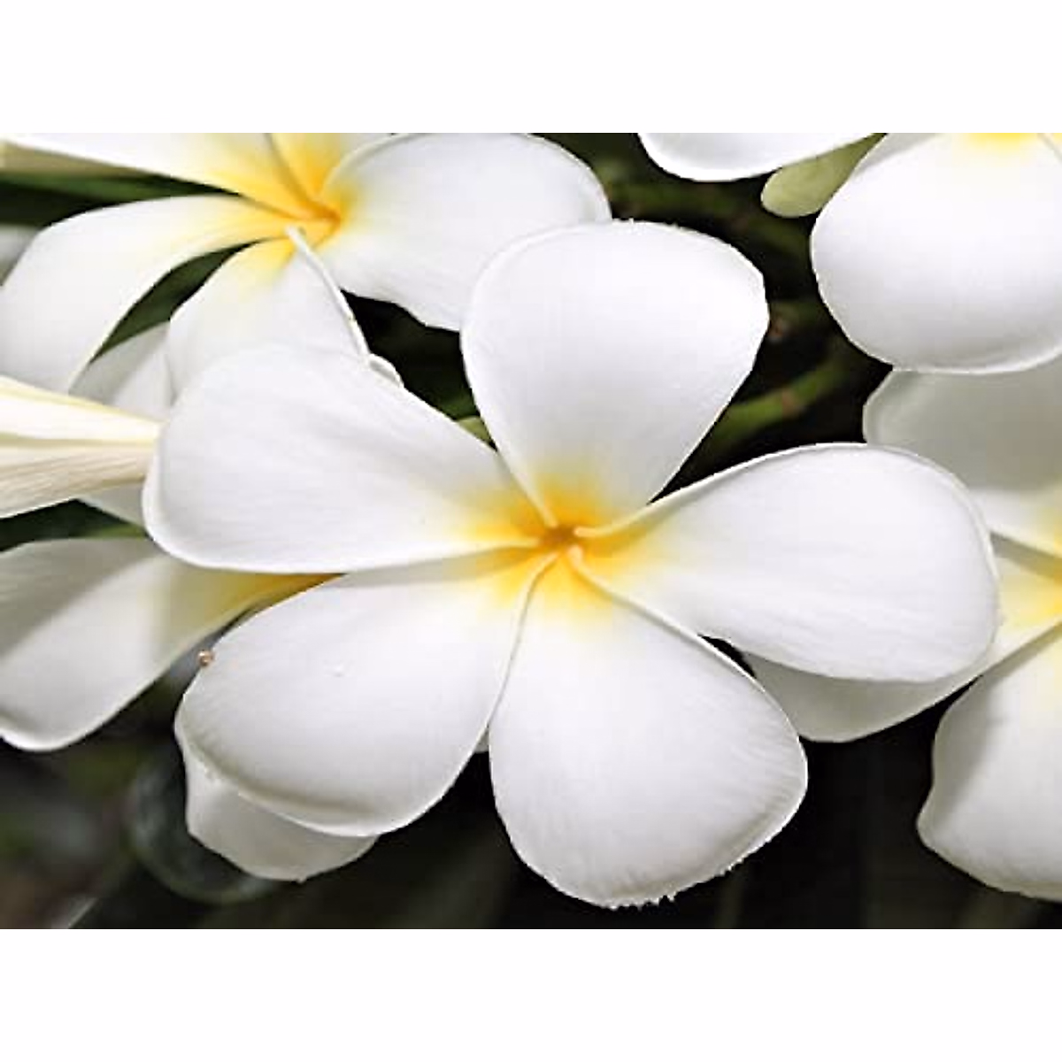 Set of 4 100% Hawaiian Plumeria (Frangipani) Plant Cuttings....From a PEST-FREE certified Hawaiian nursery with the proper U.S. Department of Agriculture stamp.