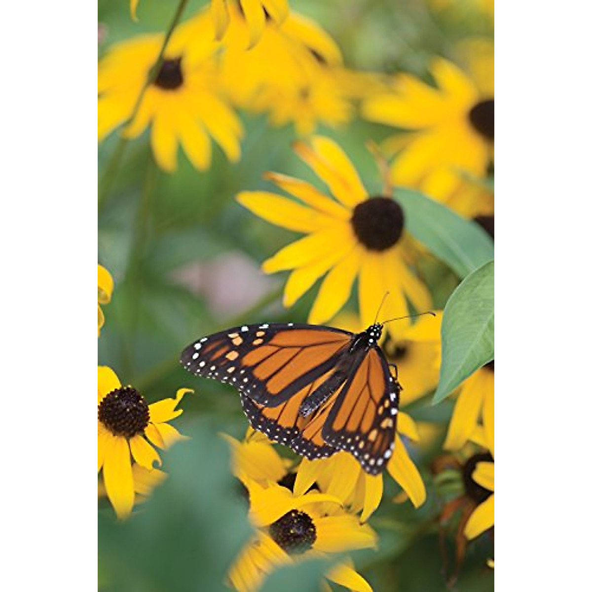 Burpee Goldsturm Rudbeckia Seeds 100 seeds