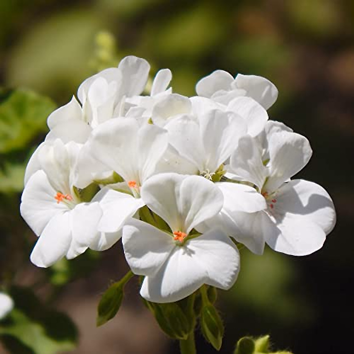 Geraniums Seeds Heat Tolerant Easy to Grow Annual Fragrant Edible Low Maintenance Bed Border Container Indoor Outdoor 200Pcs Mixed Colors Flower Seeds by YEGAOL Garden