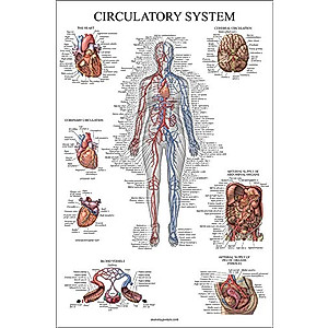 Palace Learning 2 Pack - Circulatory System & Heart Anatomy Posters - Set of 2 Anatomical Charts - Laminated 18" x 24"