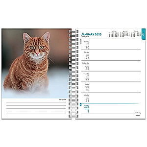 Cat Lovers | 2023 6 x 7.75 Inch Spiral-Bound Wire-O Weekly Engagement Planner Calendar | New Full-Color Image Every Week | BrownTrout | Animals Domestic Kittens Feline