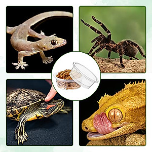 EBOOT 500 Pcs Gecko Food and Water Cups Small Plastic Feeder Cups Reptiles Accessories Reptile Water Bowl Gecko Food Cups Reptile Feeding Bowls for Gecko Lizards Tarantula and Other Small Pets (0.5oz)