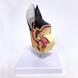 Canine Ear Model 2 Sided Showing Infected Ear one Side and Normal Ear The Other