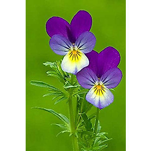 Viola Tricolor Helen Mount | Johnny Jump Up | Heartsease | 200_Seeds