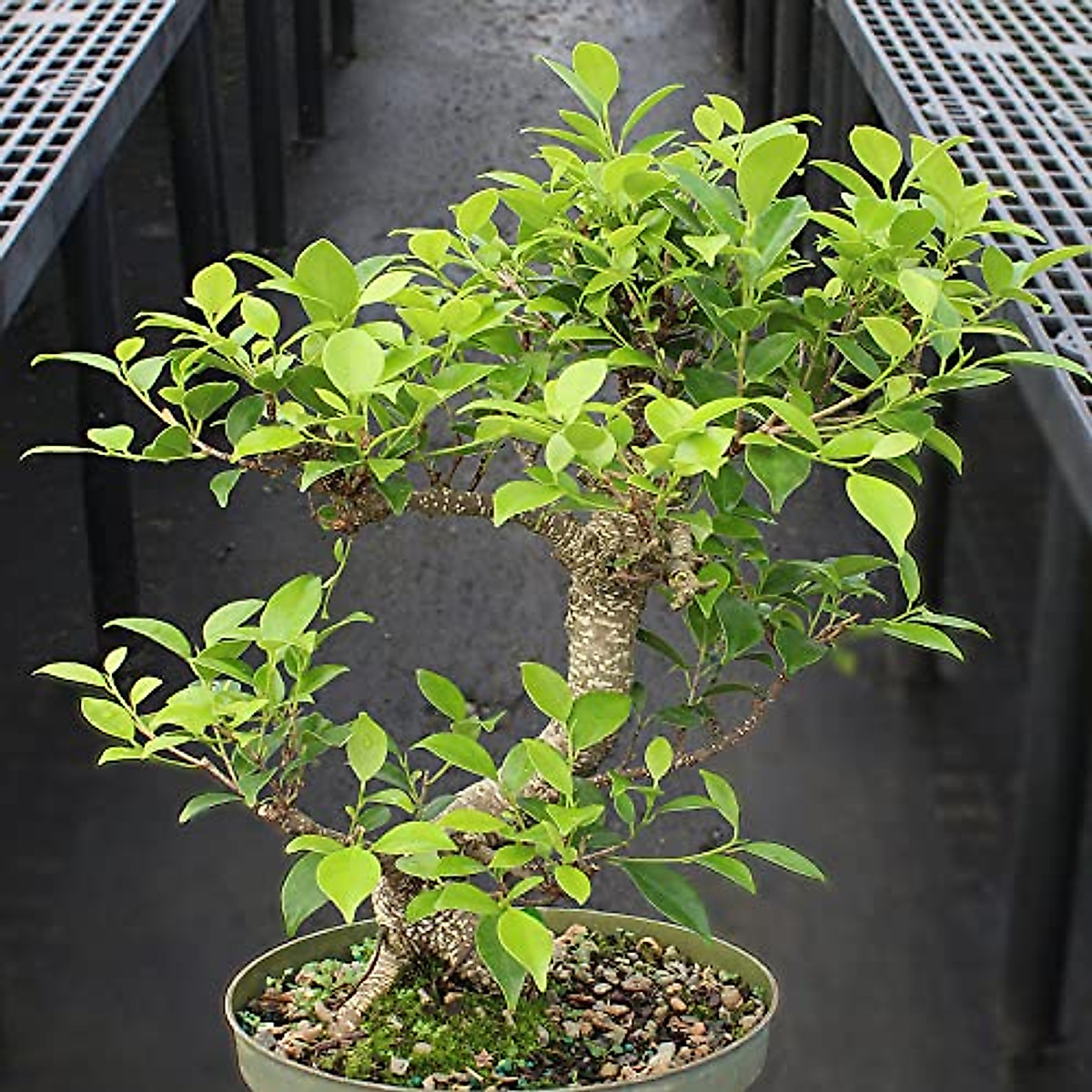 Brussel's Bonsai Live Golden Gate Ficus Indoor Bonsai Tree PIY Bundle-7 Years Old 8" to 10" Tall with Soil & Decorative Container, Medium, Blank