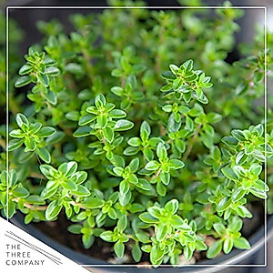 Live Aromatic and Edible Herb Assortment (Rosemary, Sage, Lavender, Lemon Balm, Other Assorted Herbs), 6 Plants Per Pack