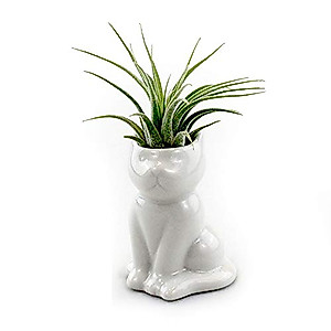 NW Wholesaler 2.25 Inch White Ceramic Cat Shaped Air Plant Holder - (Ceramic Only) Table Top Display Animal Shaped Planters and Vases for Air Plants and Other Mini Plants