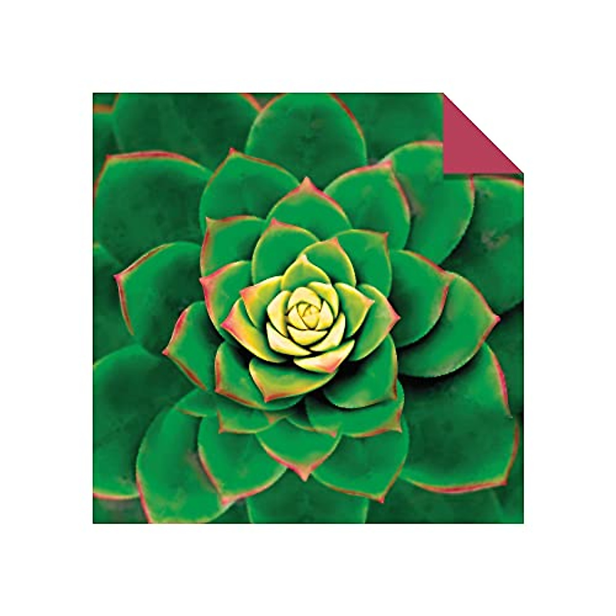 Origami Paper 500 sheets Succulents 6" (15 cm): Tuttle Origami Paper: Double-Sided Origami Sheets with 12 Different Photographs (Instructions for 6 Projects Included)