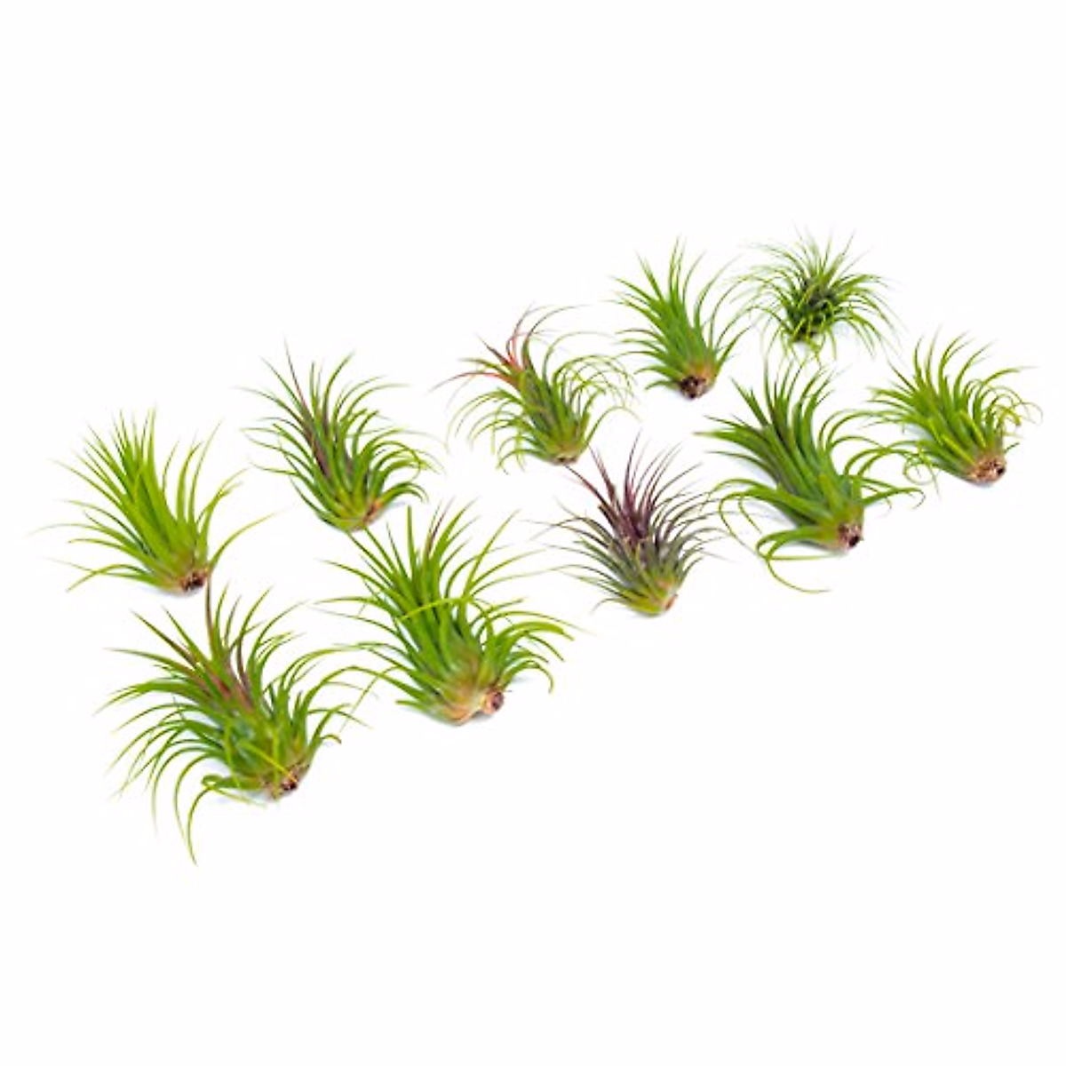 Ionantha Tillandsia Air Plants Live Indoor Plants (5PK), Air Plant Terrarium Plants Live Houseplants, Live Plants Indoor Plant Kit, Easy Care Plants for Air Plant Holder or Garden by Plants for Pets