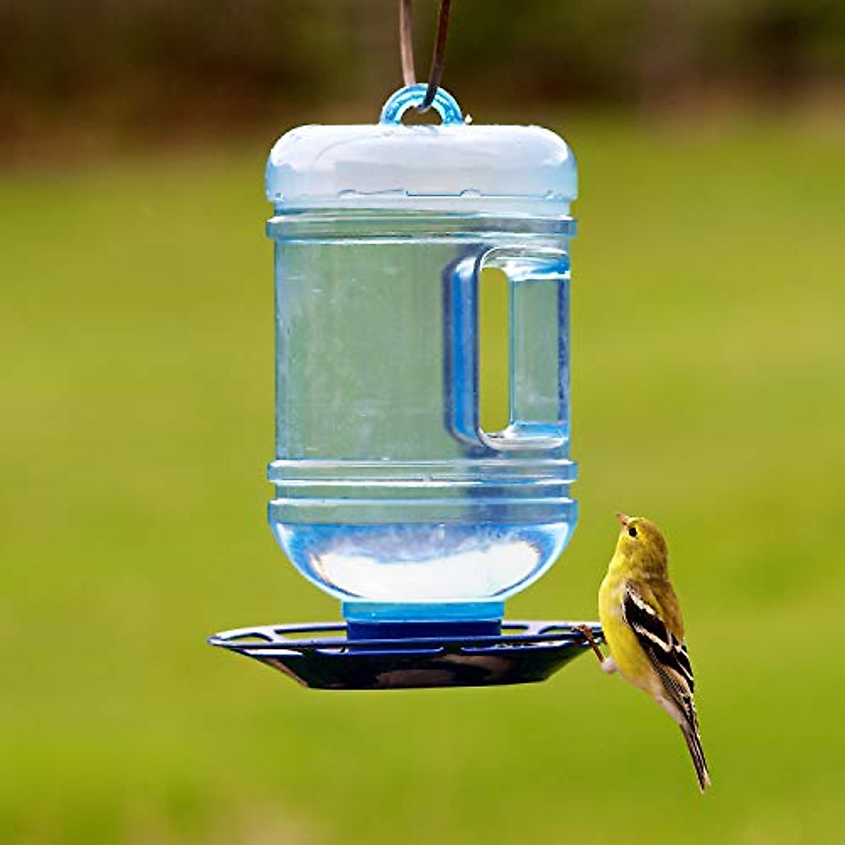 Perky-Pet 780 Outdoor Hanging Water Cooler Bird Waterer and Dispenser,Blue, 1.5 Qt Capacity